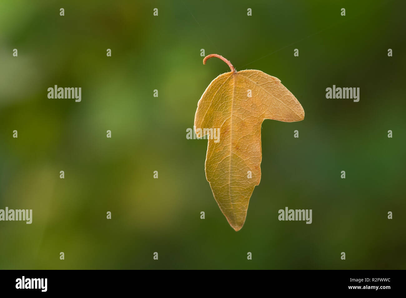 the magic leaf Stock Photo - Alamy