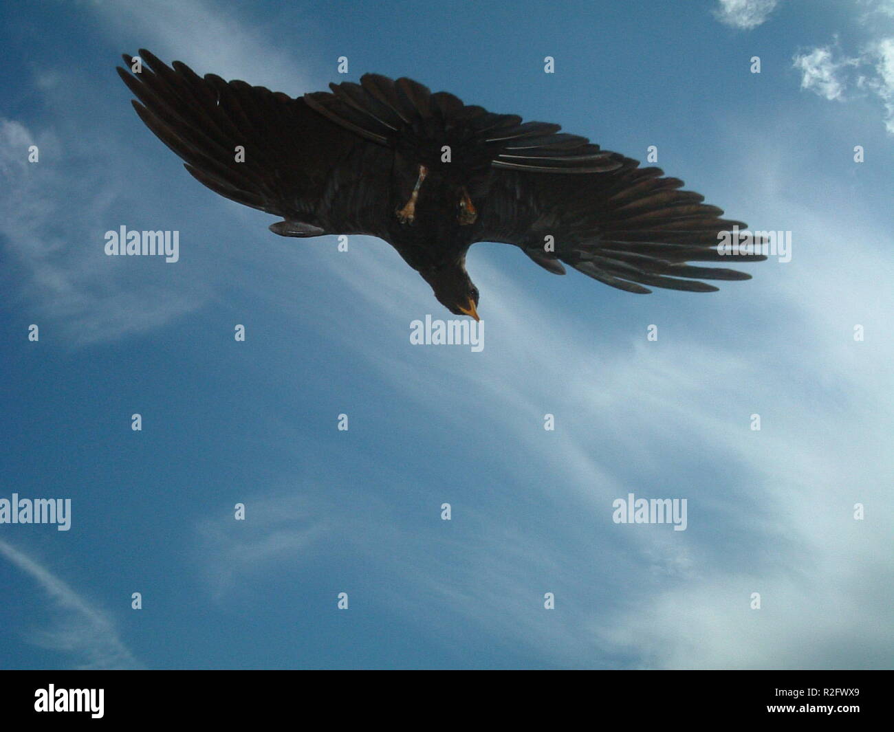 Bergdohle hi-res stock photography and images - Alamy