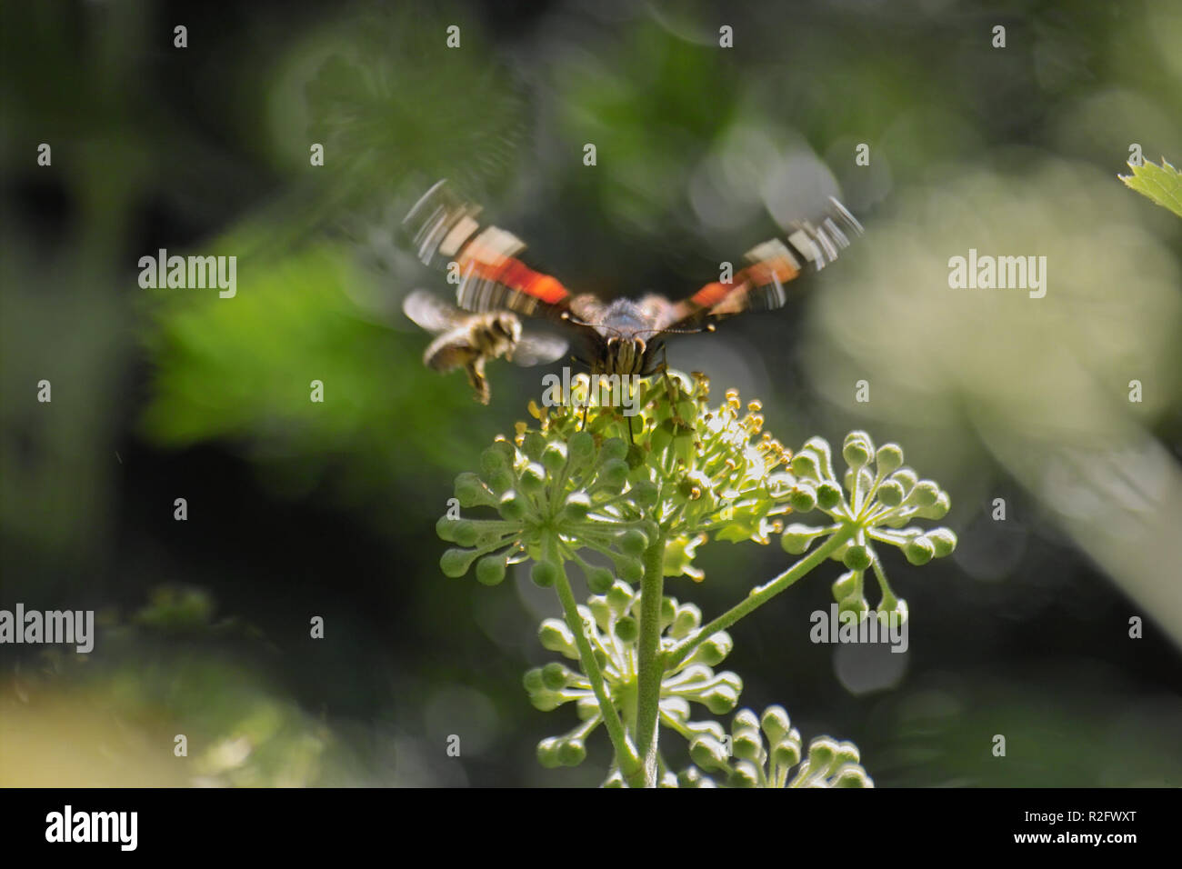 battle for the pollen Stock Photo - Alamy