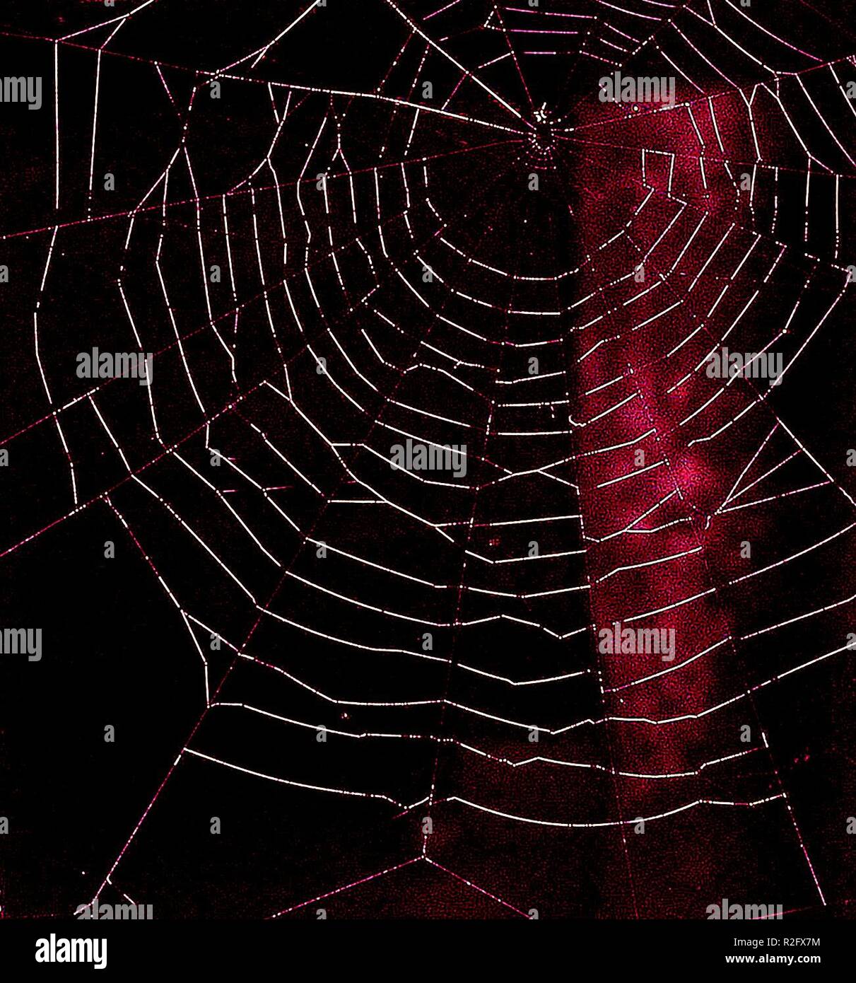 Cellar spiders hi-res stock photography and images - Alamy