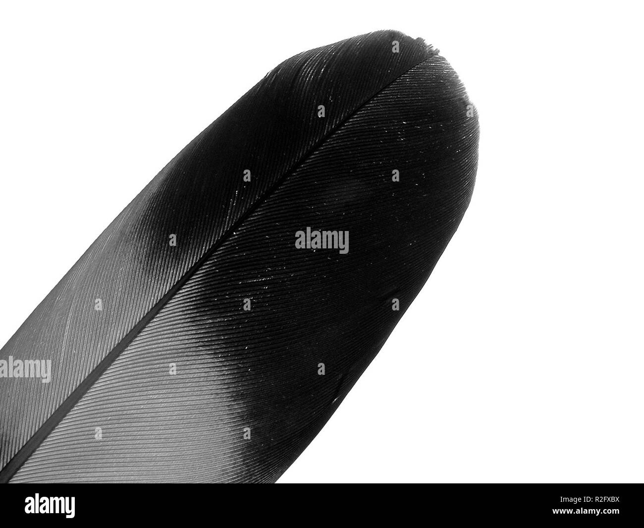 Plucked birds Black and White Stock Photos & Images - Alamy