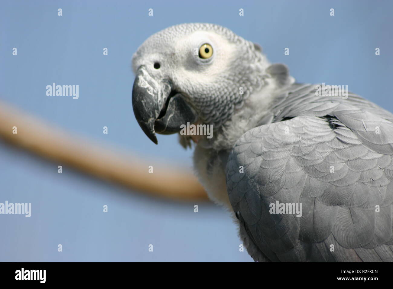 Wise parrot hi-res stock photography and images - Alamy