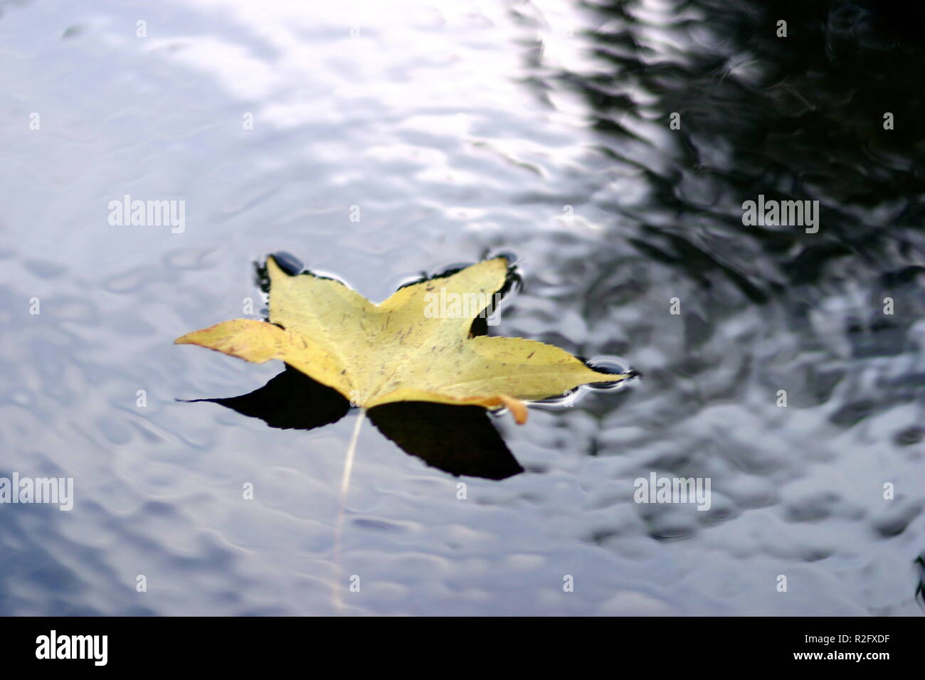 Leaf in the waves hi-res stock photography and images - Alamy