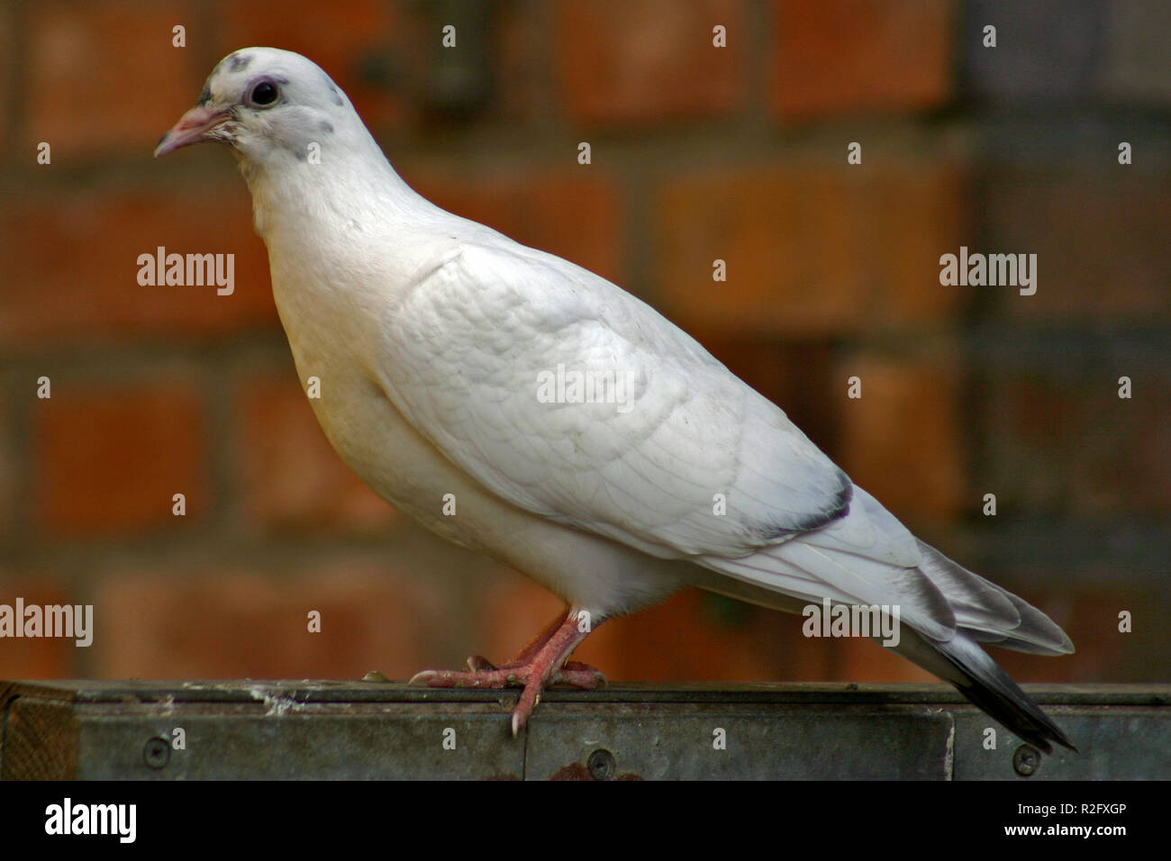 Breed dove hi-res stock photography and images - Alamy