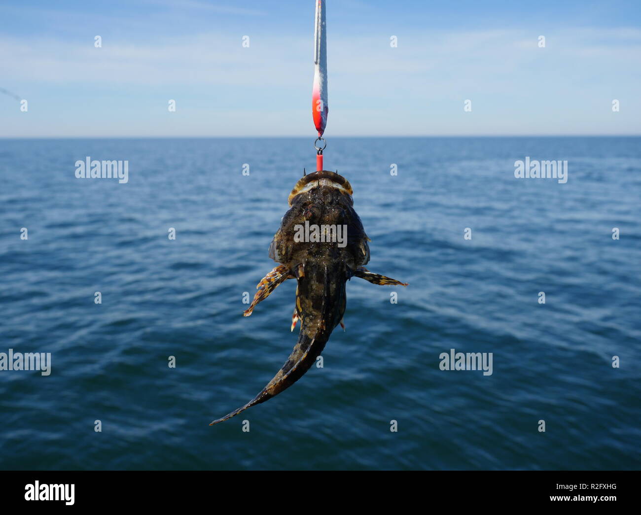 Angler fish lophius piscatorius hi-res stock photography and images - Alamy