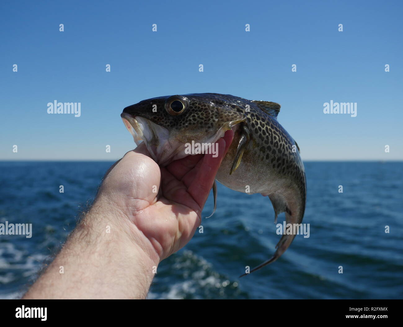 cod fish in hand on sea background Stock Photo - Alamy