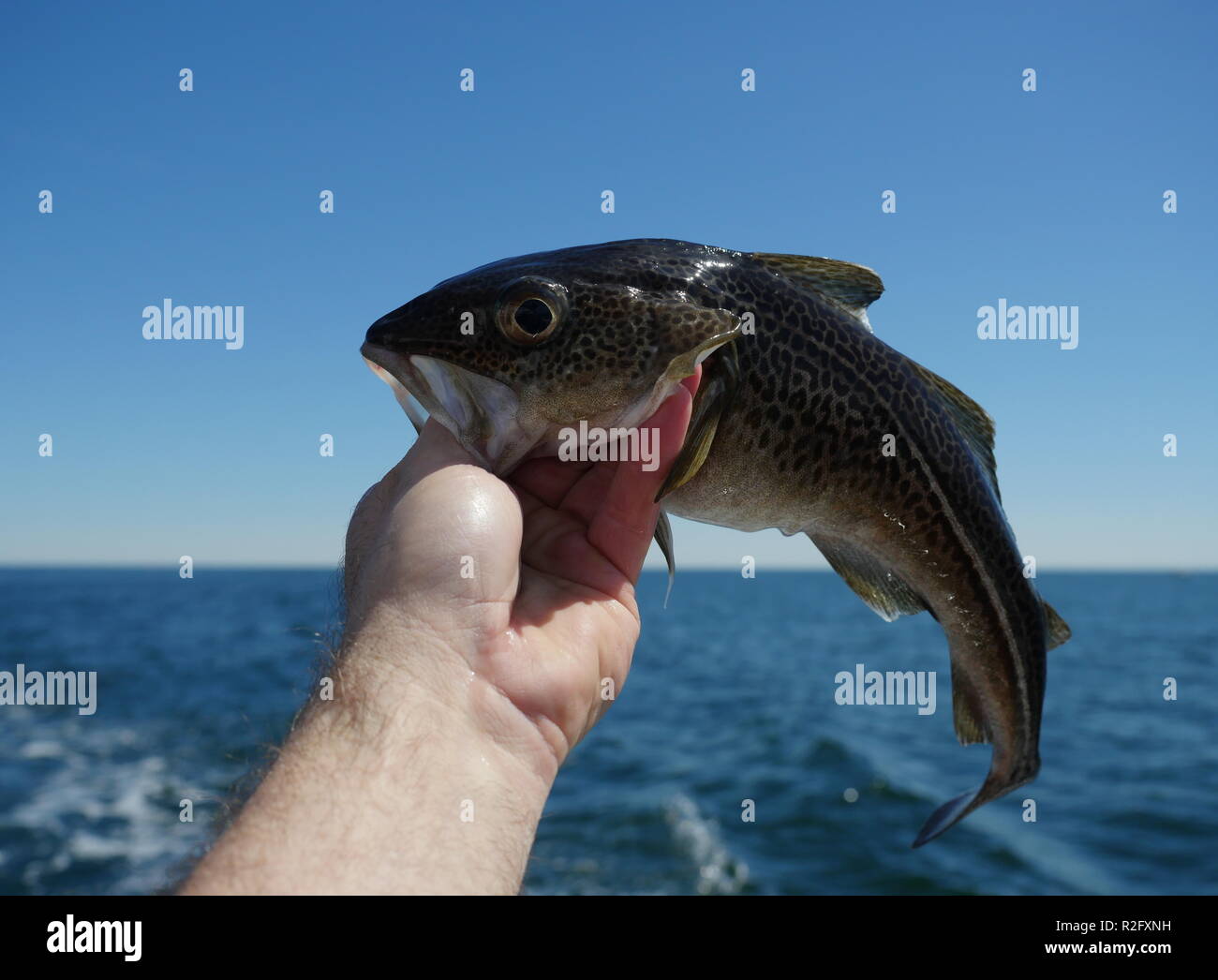 cod fish in hand on sea background Stock Photo - Alamy