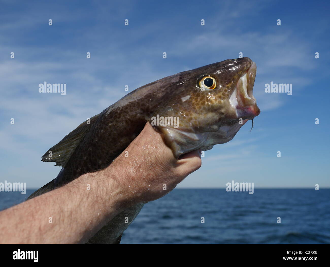 cod fish in hand on sea background Stock Photo - Alamy