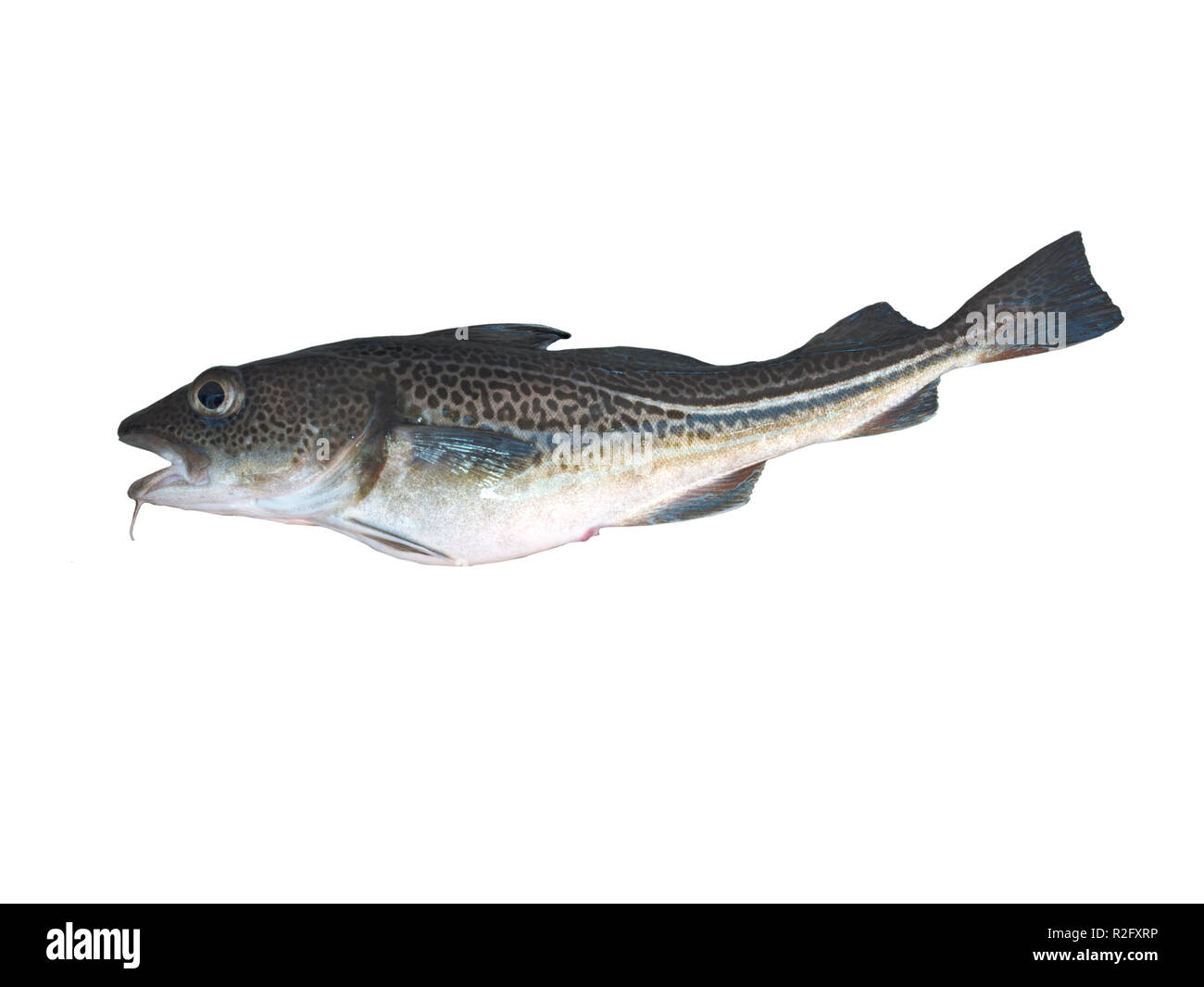 big cod fish on a white background Stock Photo - Alamy
