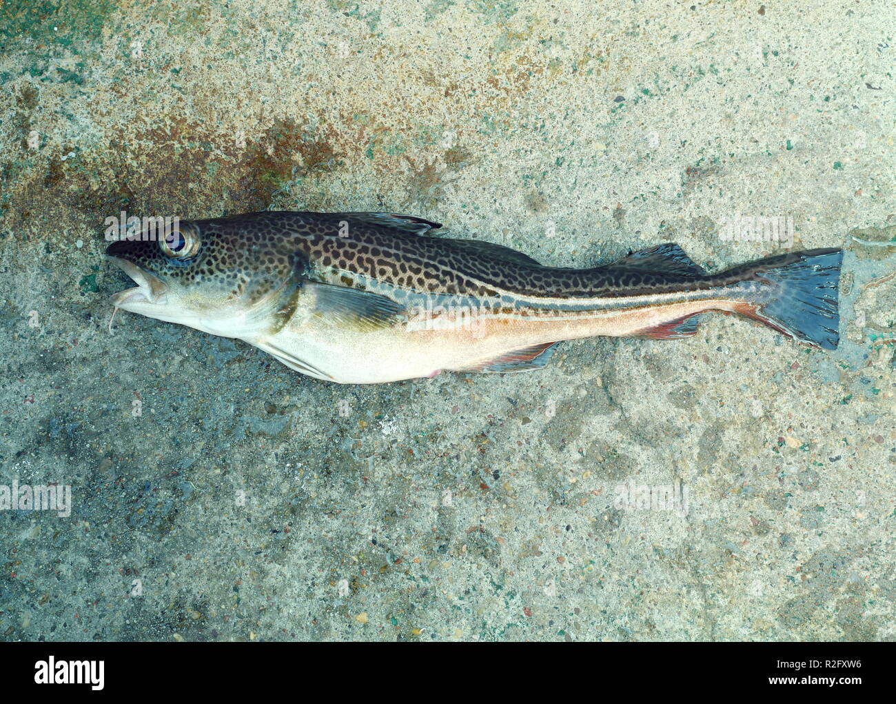 cod fish on a stones background Stock Photo - Alamy
