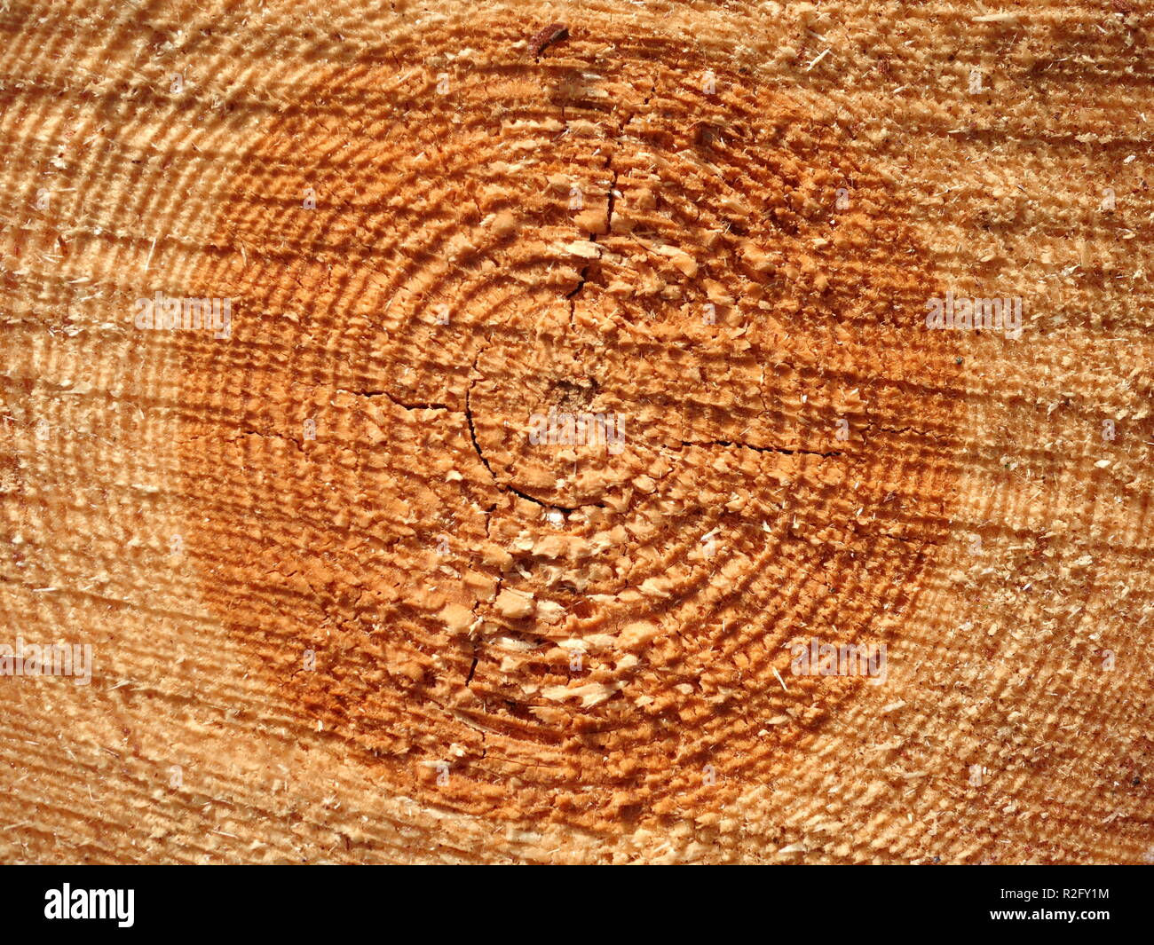 wood texture of cutted tree trunk, macro Stock Photo - Alamy