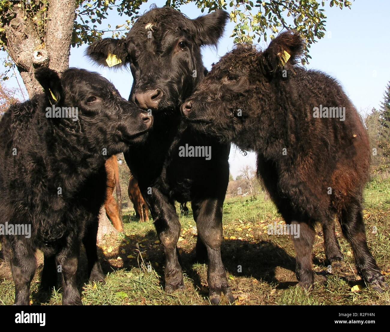 gossiping and clap Stock Photo - Alamy