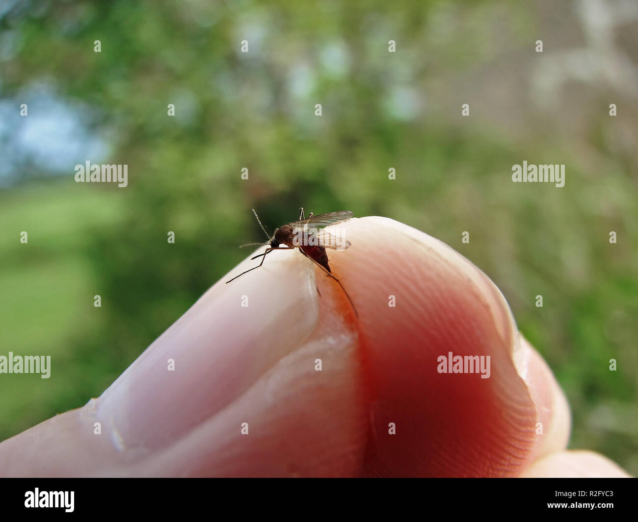 plucked out of thin air ... 3 Stock Photo - Alamy