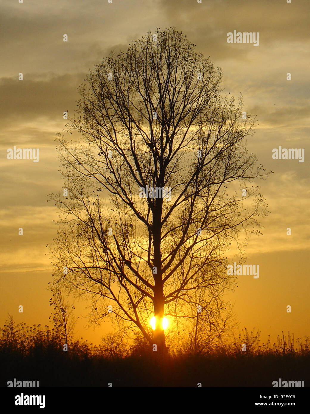 tree in flames Stock Photo - Alamy