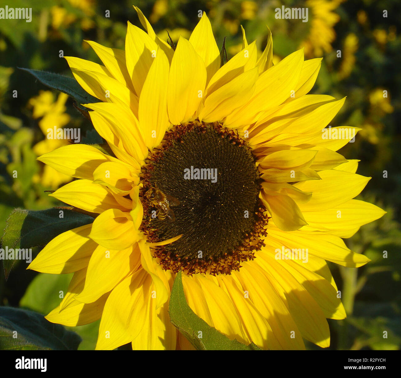 Maja bloom hi-res stock photography and images - Alamy