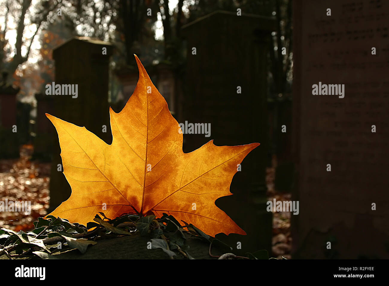 maple leave against the light Stock Photo - Alamy