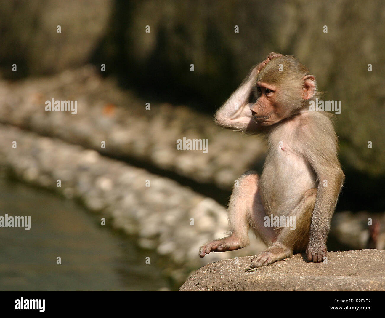 Monkey headache hi-res stock photography and images - Alamy