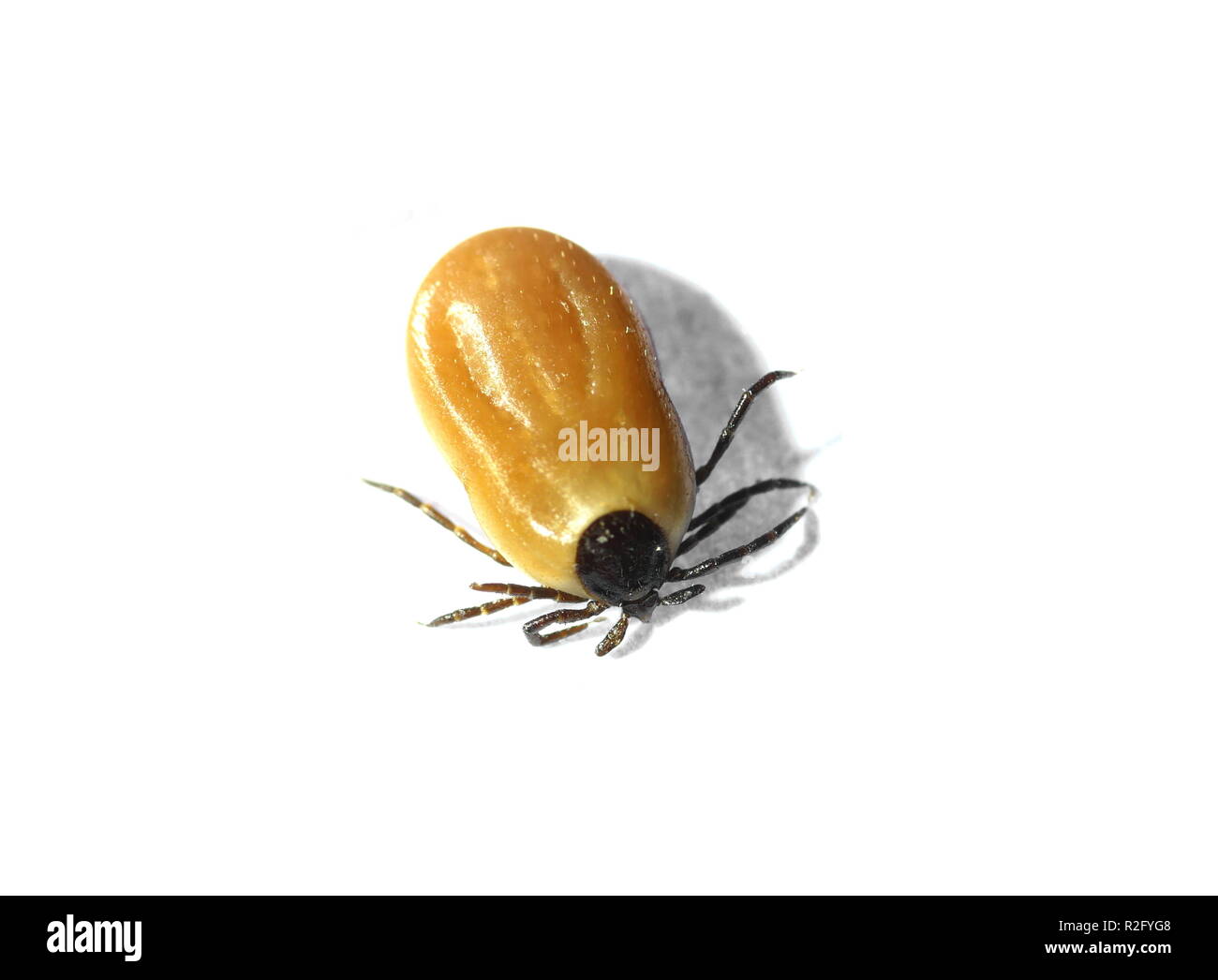 dangerous tick on white background Stock Photo - Alamy