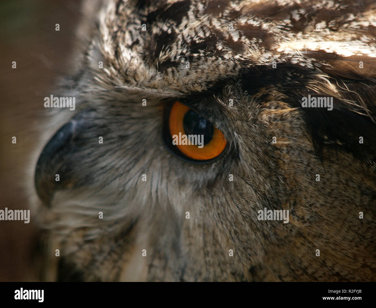 Milch uhu hi-res stock photography and images - Alamy