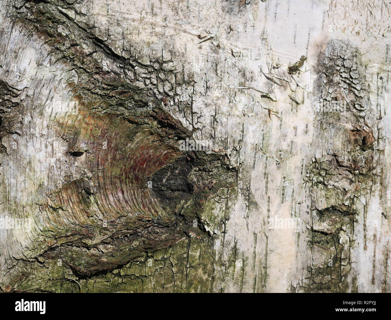 birch bark background with moss Stock Photo - Alamy