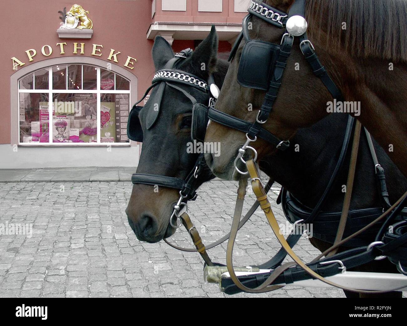 horses in front of the pharmacy Stock Photo - Alamy