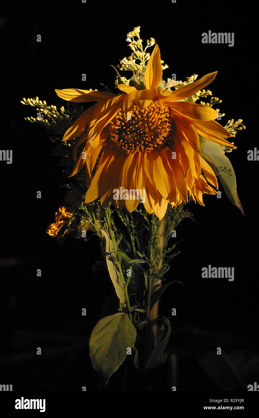 Transient blossom hi-res stock photography and images - Alamy