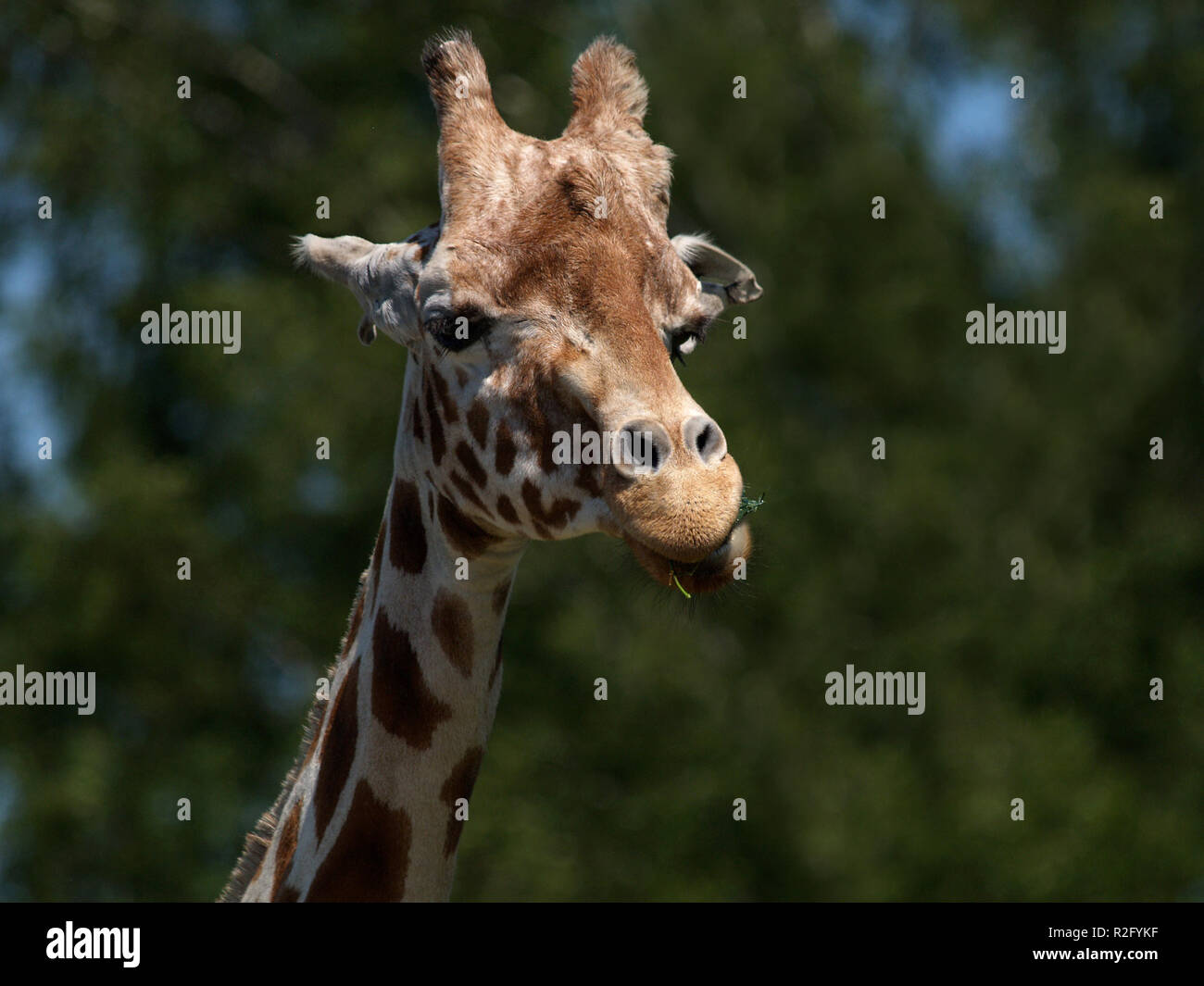 Giraffe friend hi-res stock photography and images - Alamy