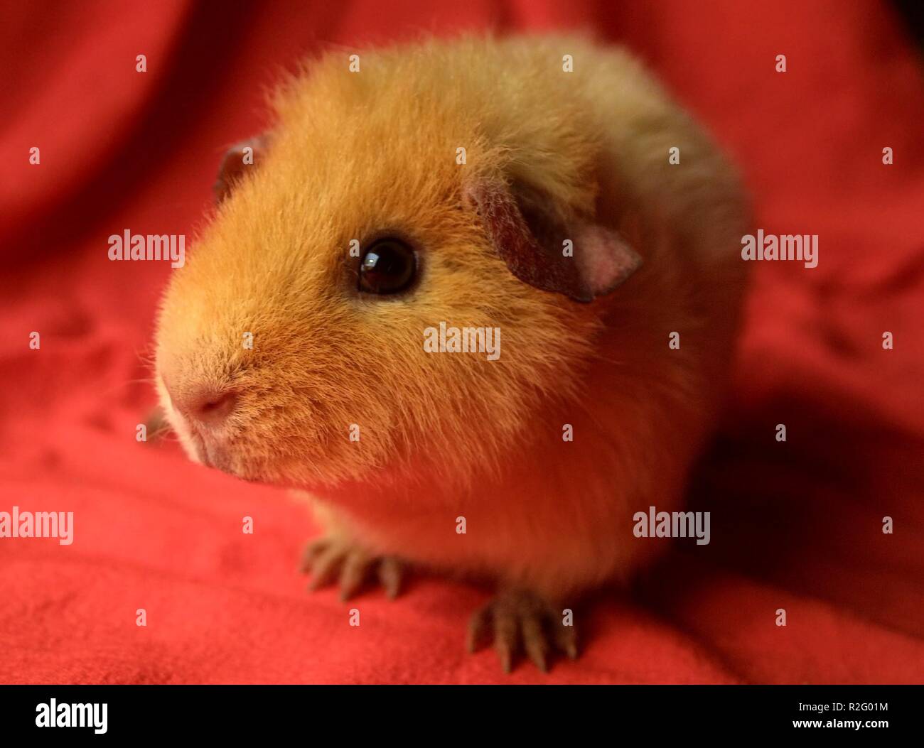 As eyla hi-res stock photography and images - Alamy