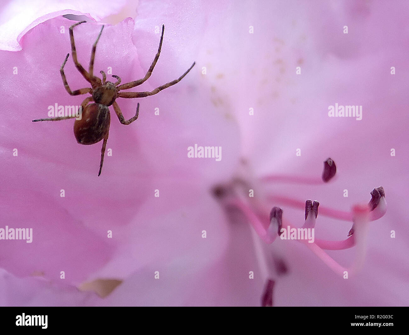 Spider bloom hi-res stock photography and images - Alamy