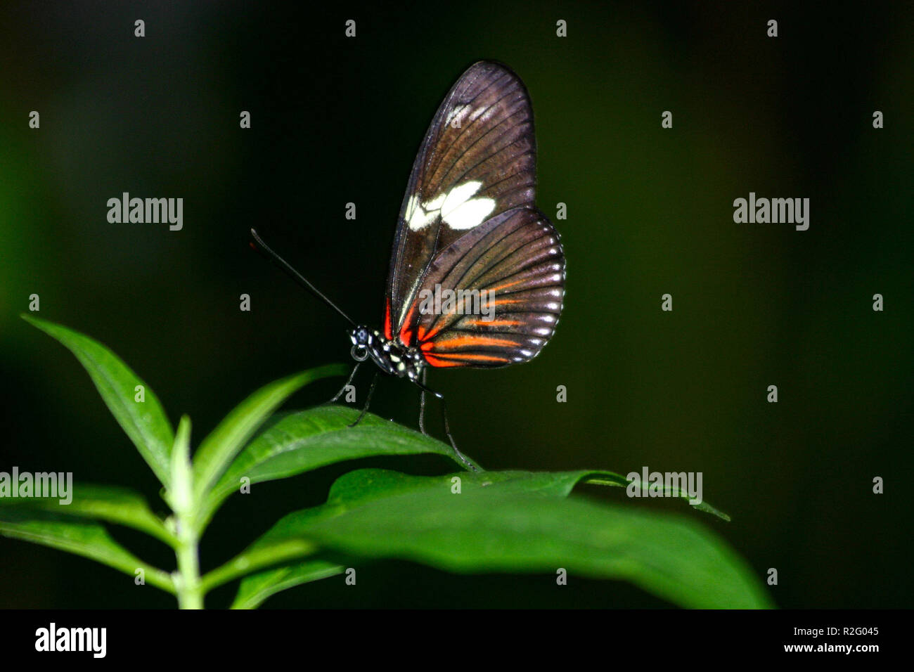 Butterfly position hi-res stock photography and images - Alamy