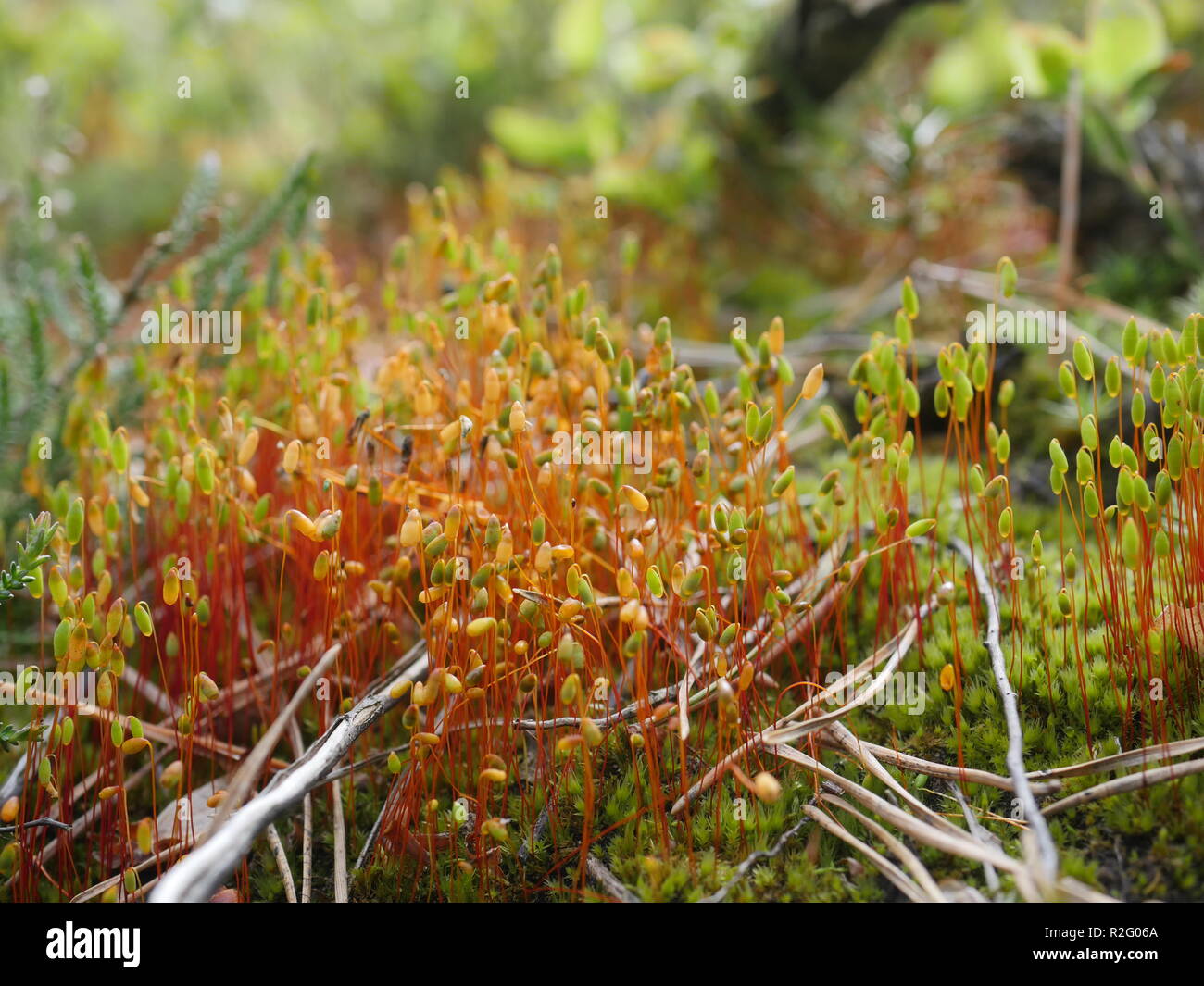 flowering moss in the forest Stock Photo - Alamy
