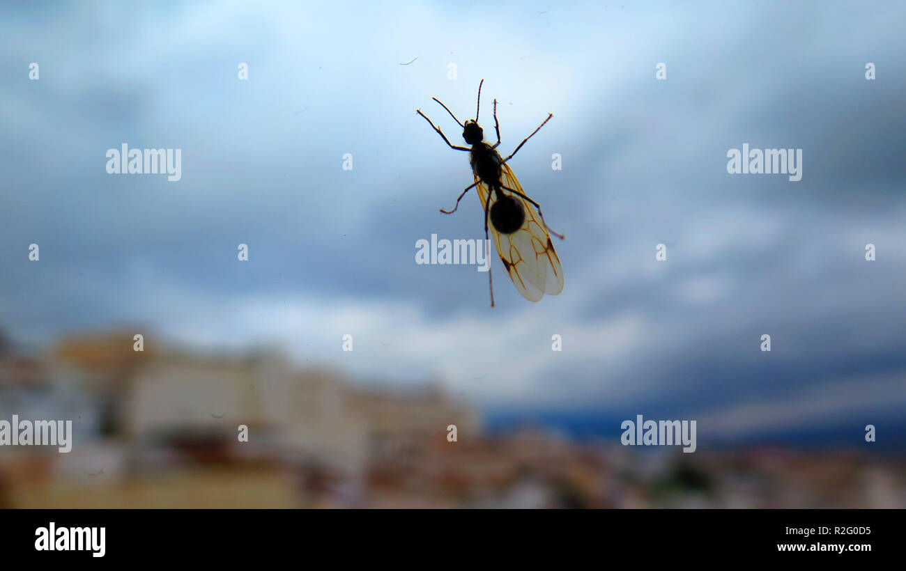 One flying ant on window against cloudy sky in Andalusian village in ...