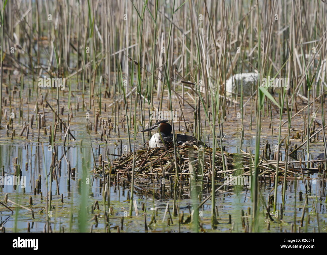 Pair of grebes and floating nest podiceps cristatus Stock Photo - Alamy