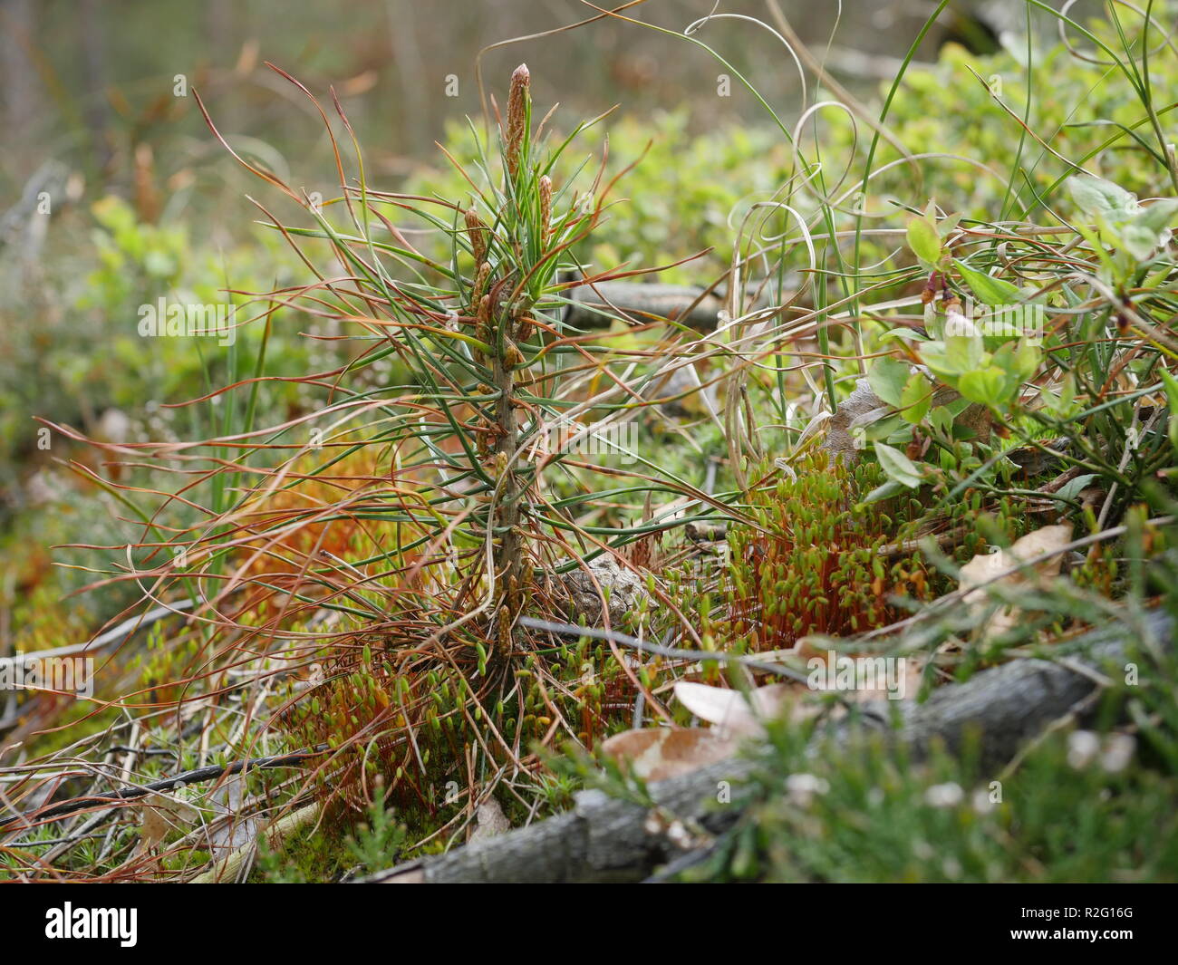 Pine with moss hi-res stock photography and images - Alamy