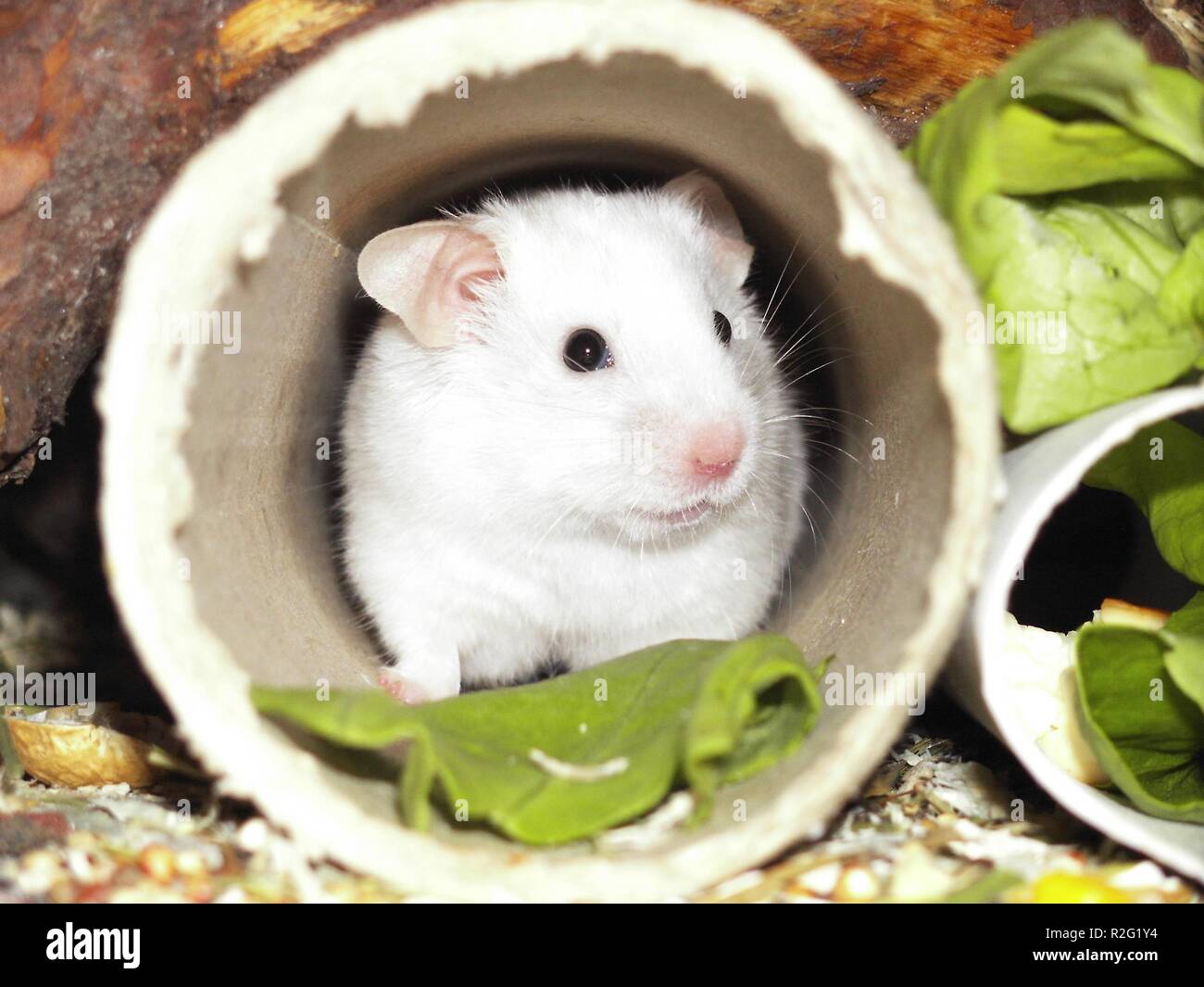 Kids pet hamster hi-res stock photography and images - Alamy