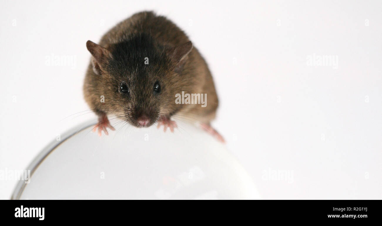 Slippery animals hi-res stock photography and images - Alamy