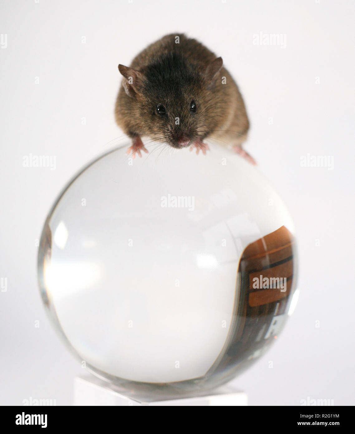 Slippery animals hi-res stock photography and images - Alamy