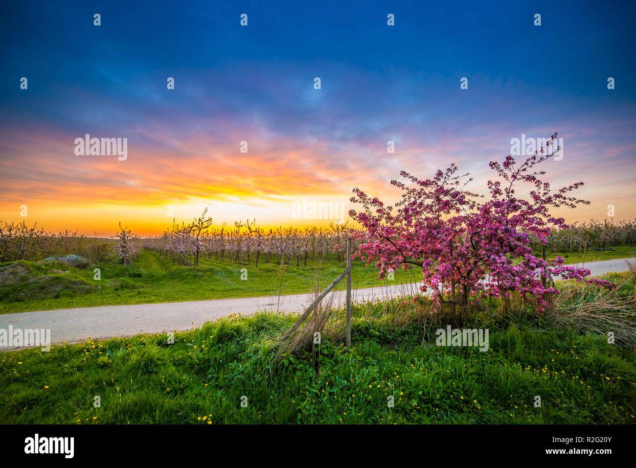 Altes Land - Germany Stock Photo - Alamy