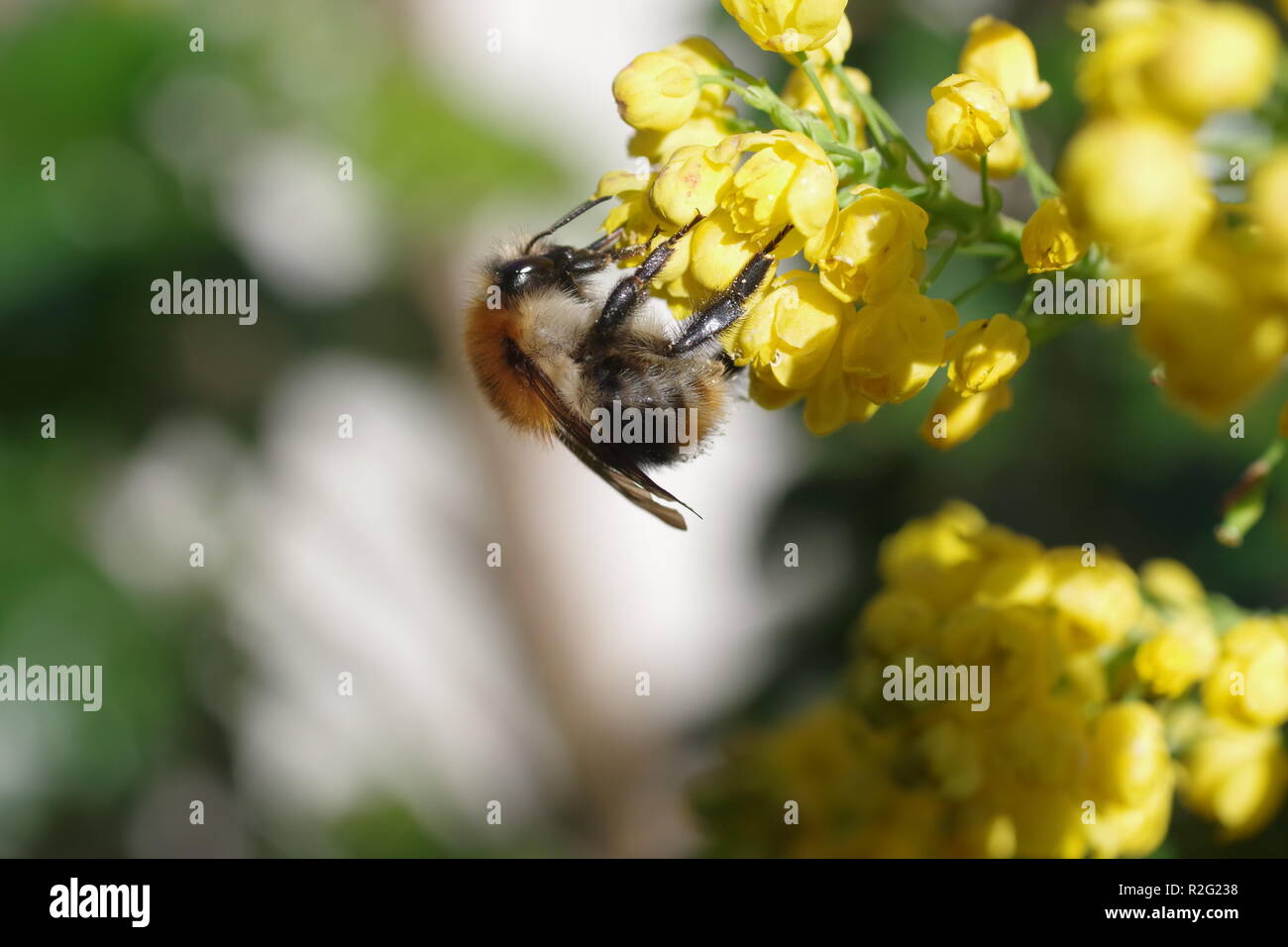 macro bumblebee on yellow flower mahonia Stock Photo - Alamy