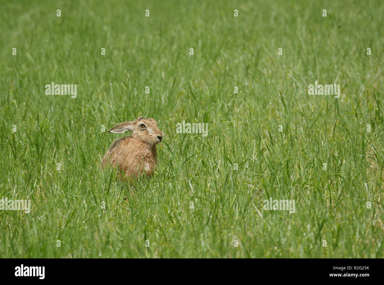 wild hare on the meadow lepus europaeus Stock Photo - Alamy