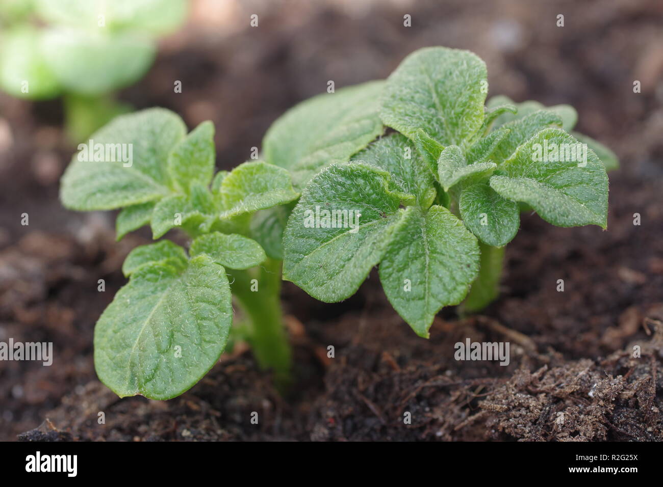 growing potato shoots from the ground Stock Photo - Alamy