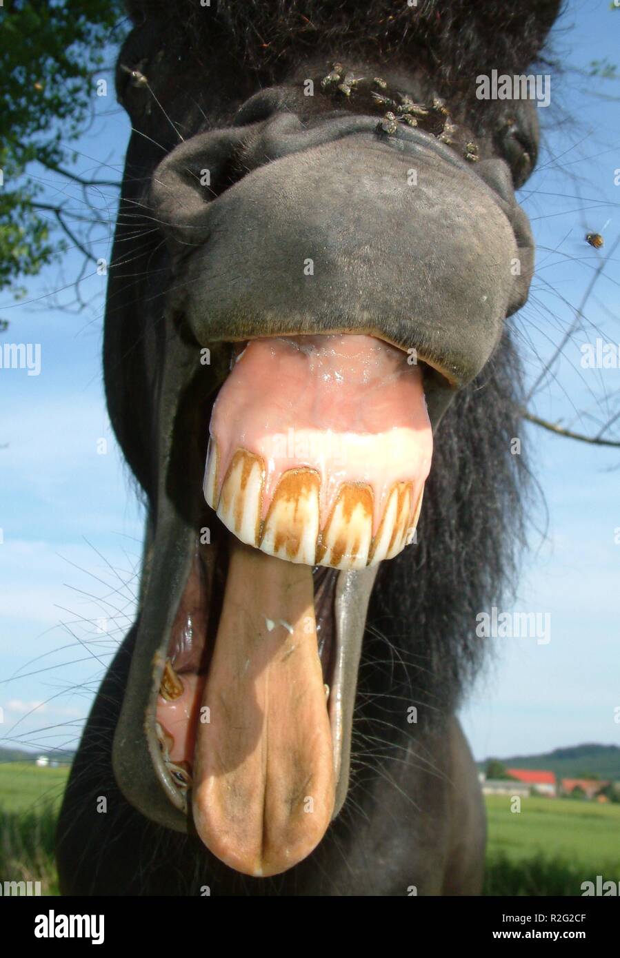 Neigh hi-res stock photography and images - Alamy