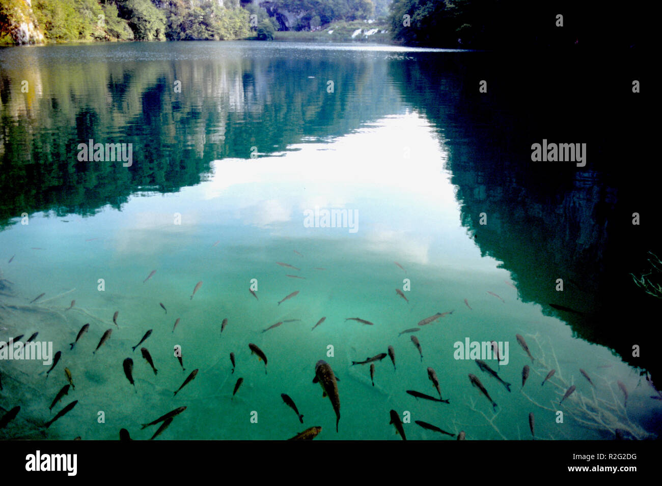 fish in the lake Stock Photo - Alamy