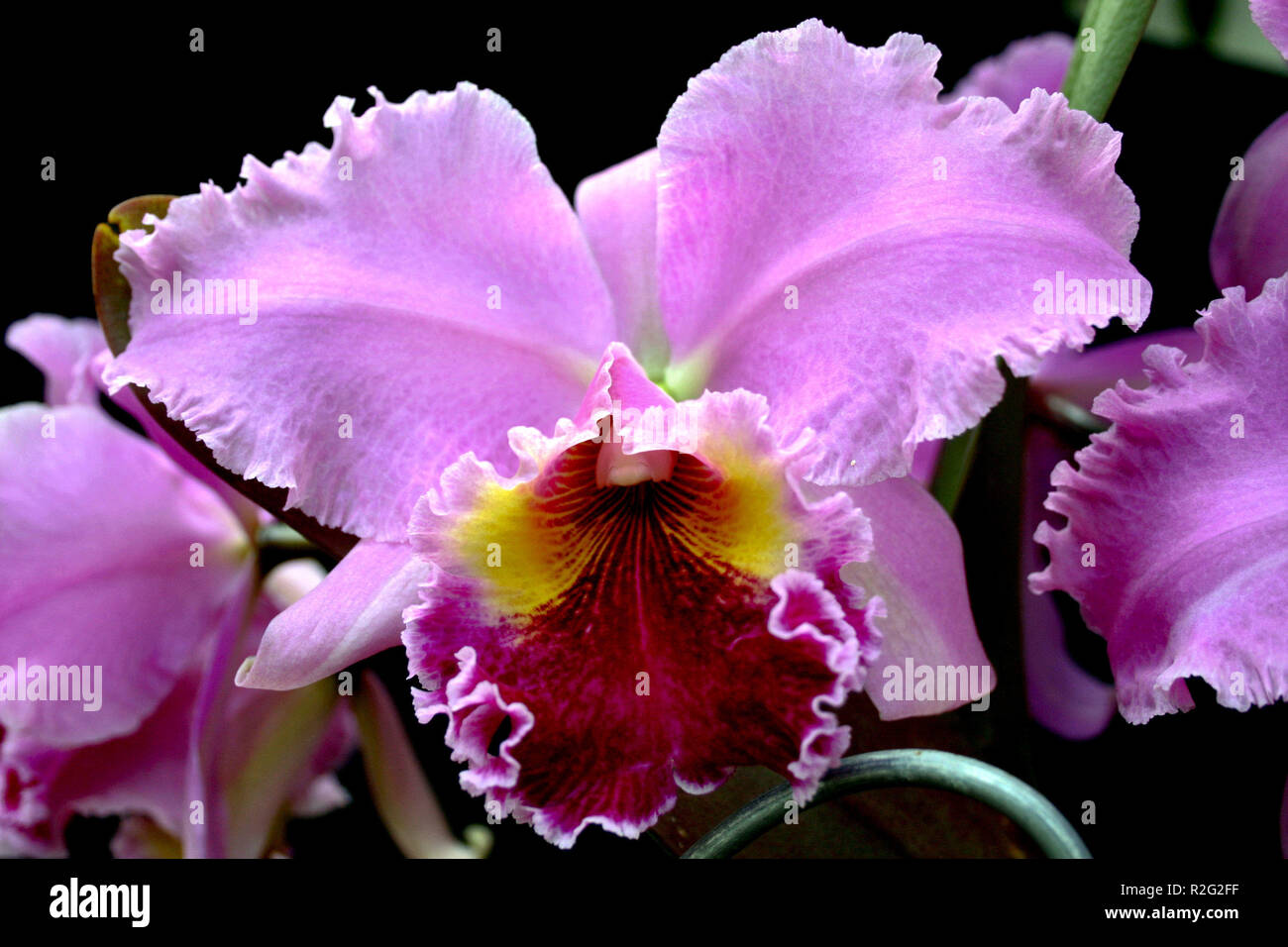 Cattleya orchidee hi-res stock photography and images - Alamy