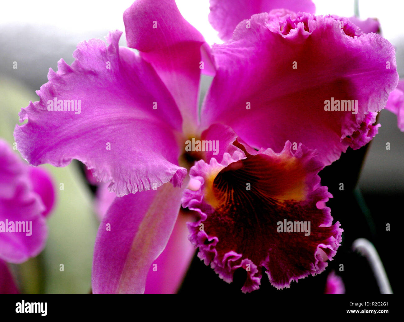 Cattleya orchidee hi-res stock photography and images - Alamy
