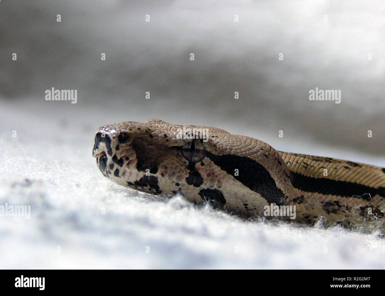 Caesar iii hi-res stock photography and images - Alamy