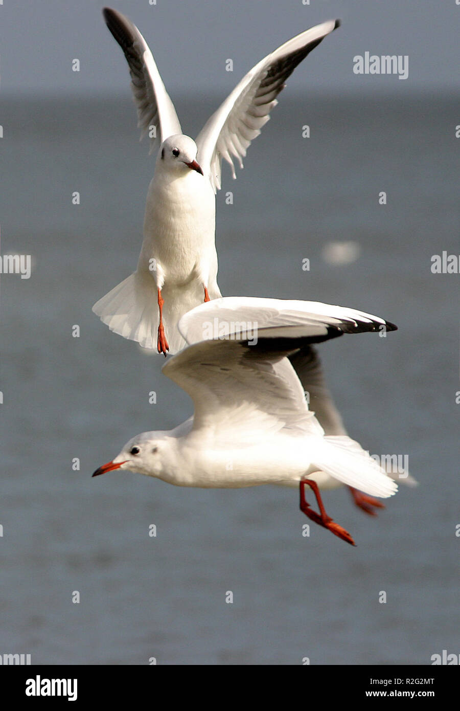 Bird way hi-res stock photography and images - Alamy