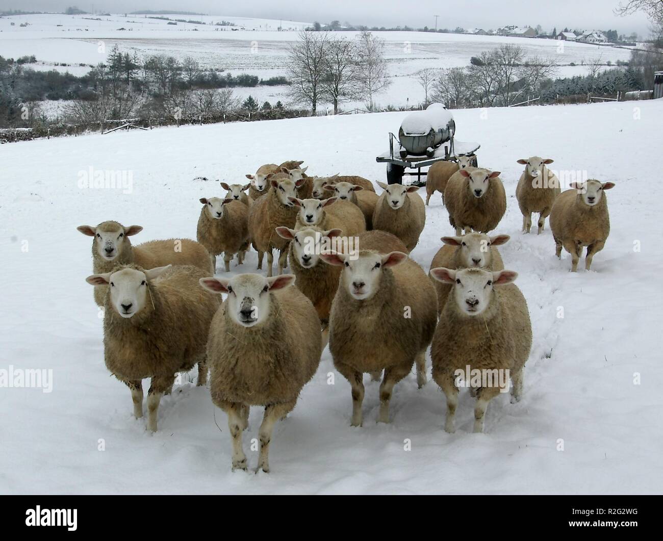 sheep in winter Stock Photo - Alamy