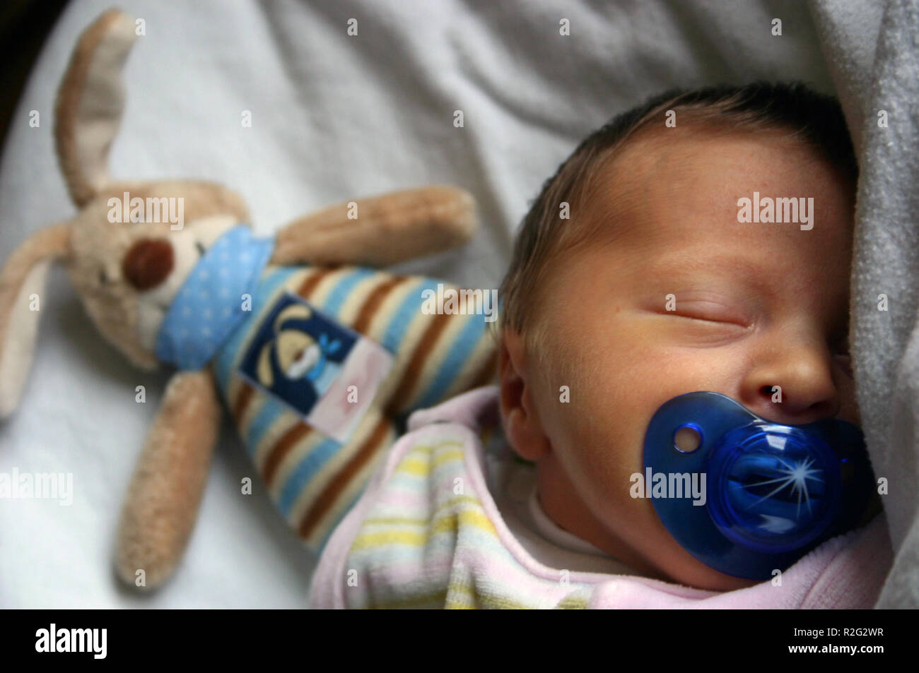 Hare sleep hi-res stock photography and images - Alamy