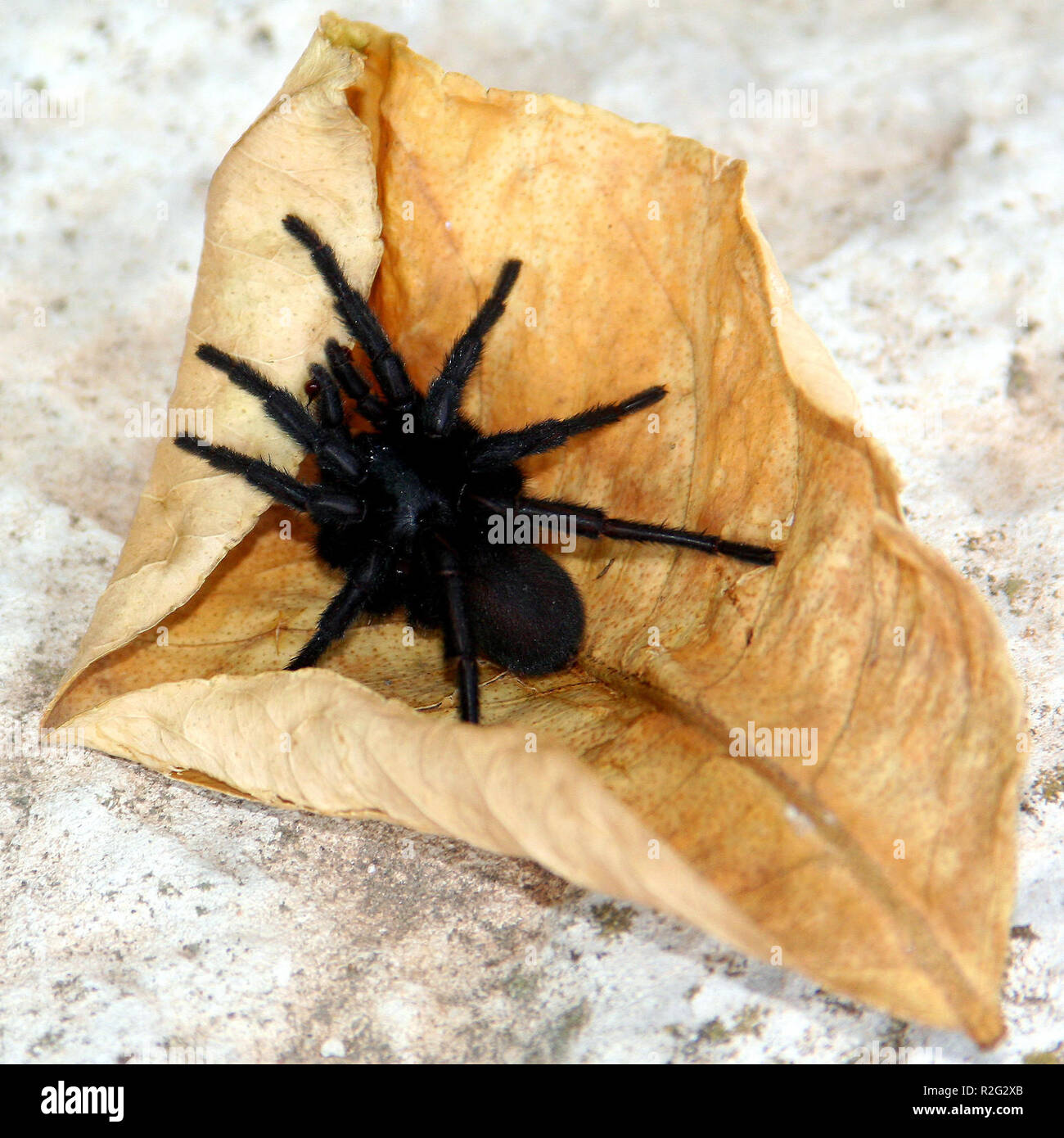 Eingerolltes blatt hi-res stock photography and images - Alamy